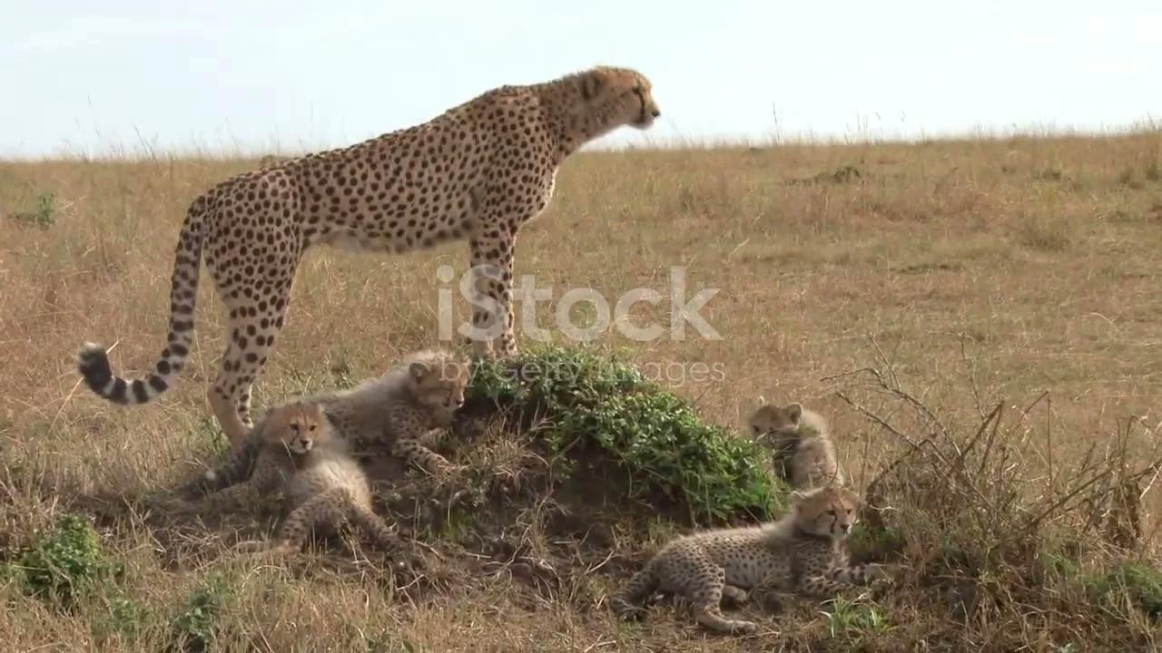 Meet the Fantastic Four-Legged Creatures