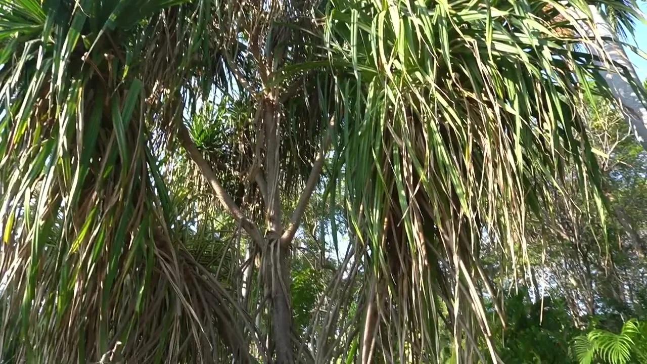 BIRD NOISES