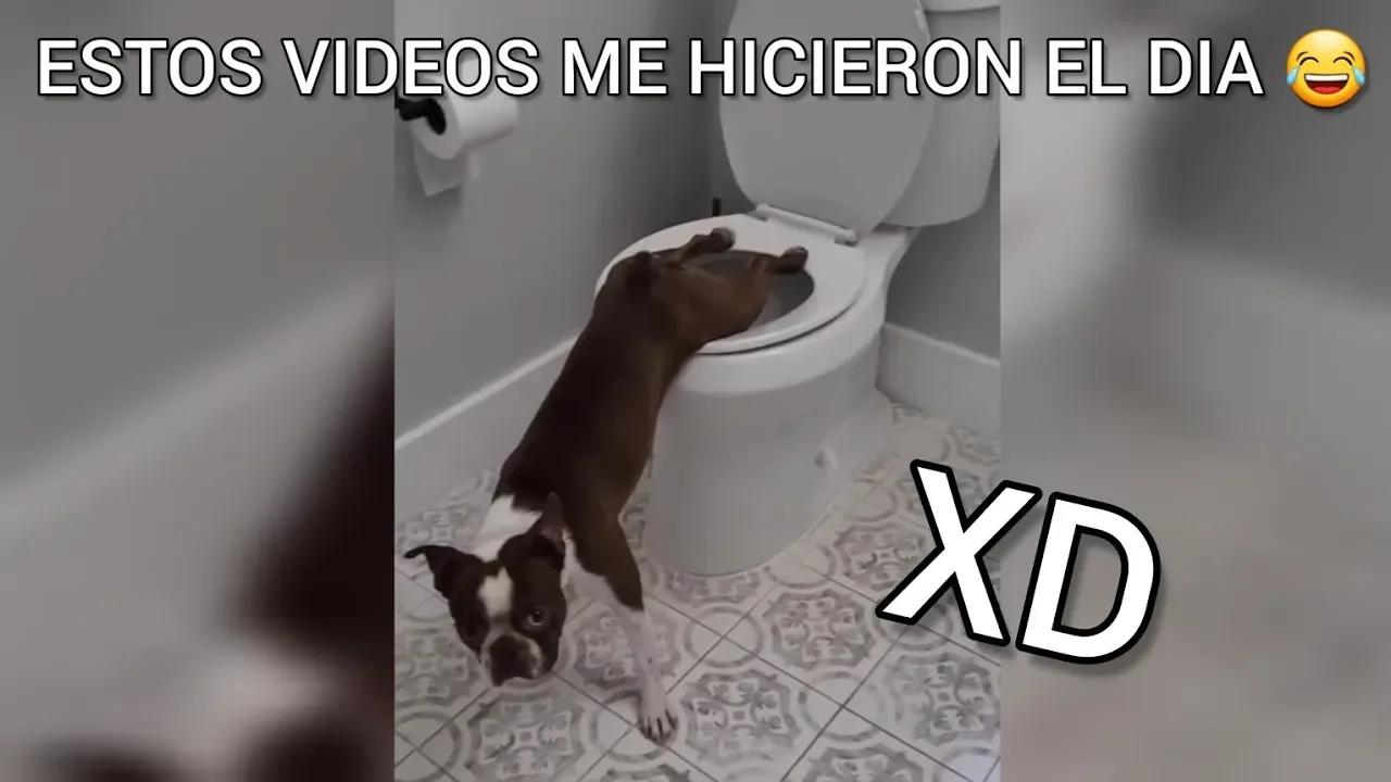 Los Mejores Videos Random 48 Si Te Ríes Pierdes Vídeos De Risa Video