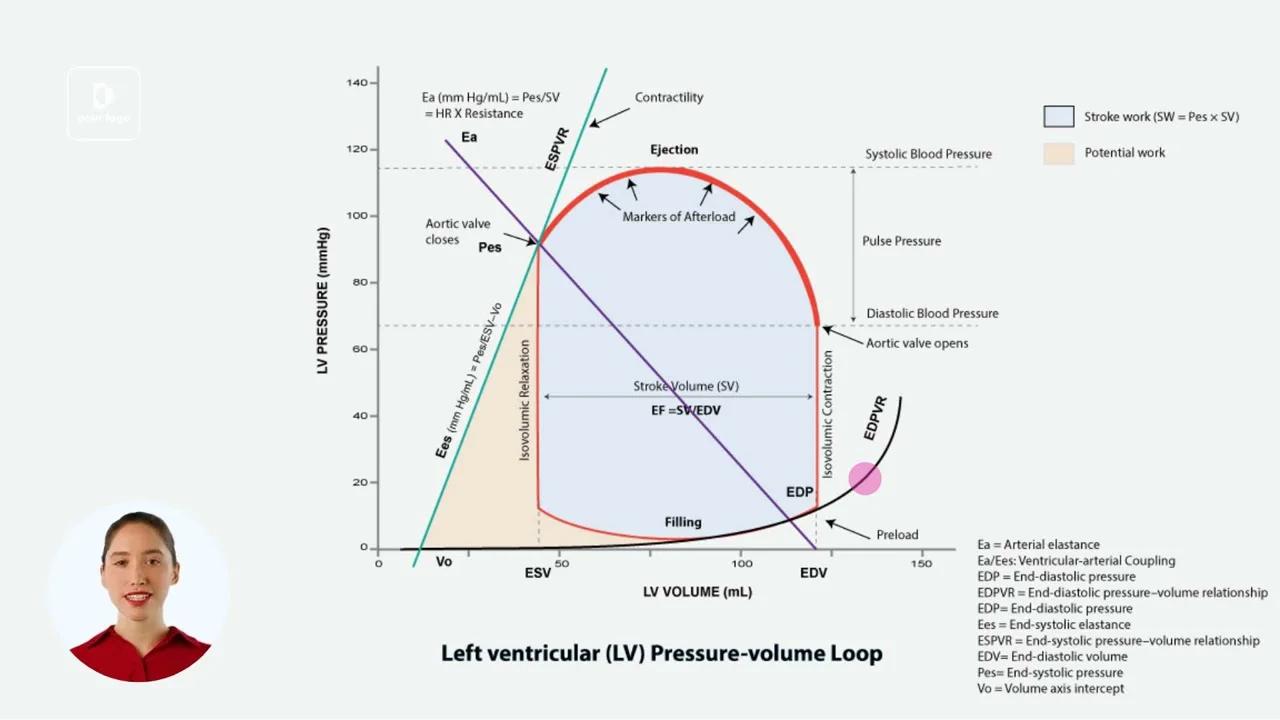 Understanding the Effects of Preload on Arterial Elastance in the LV ...