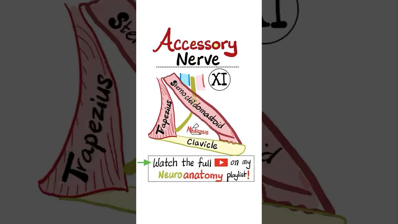 Accessory Nerve - 11th Cranial Nerve - CN XI - Neuroanatomy…#anatomy # ...