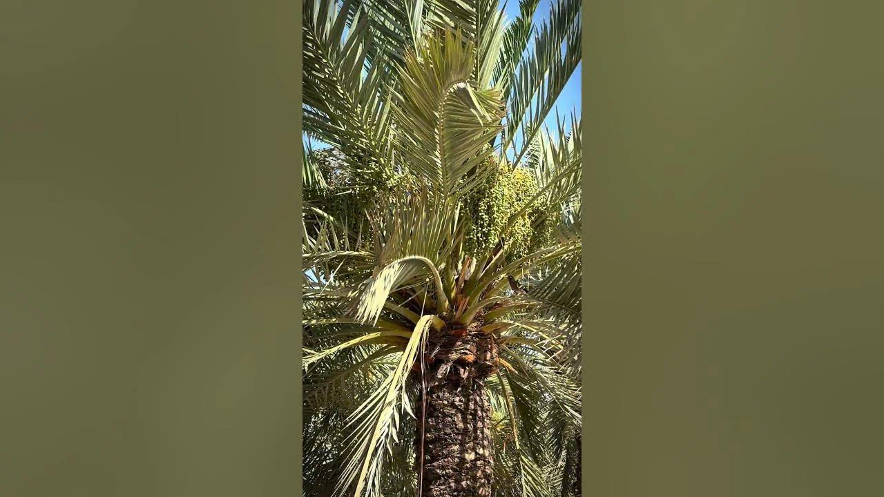 The famous Dates tree of Saudi Arabia