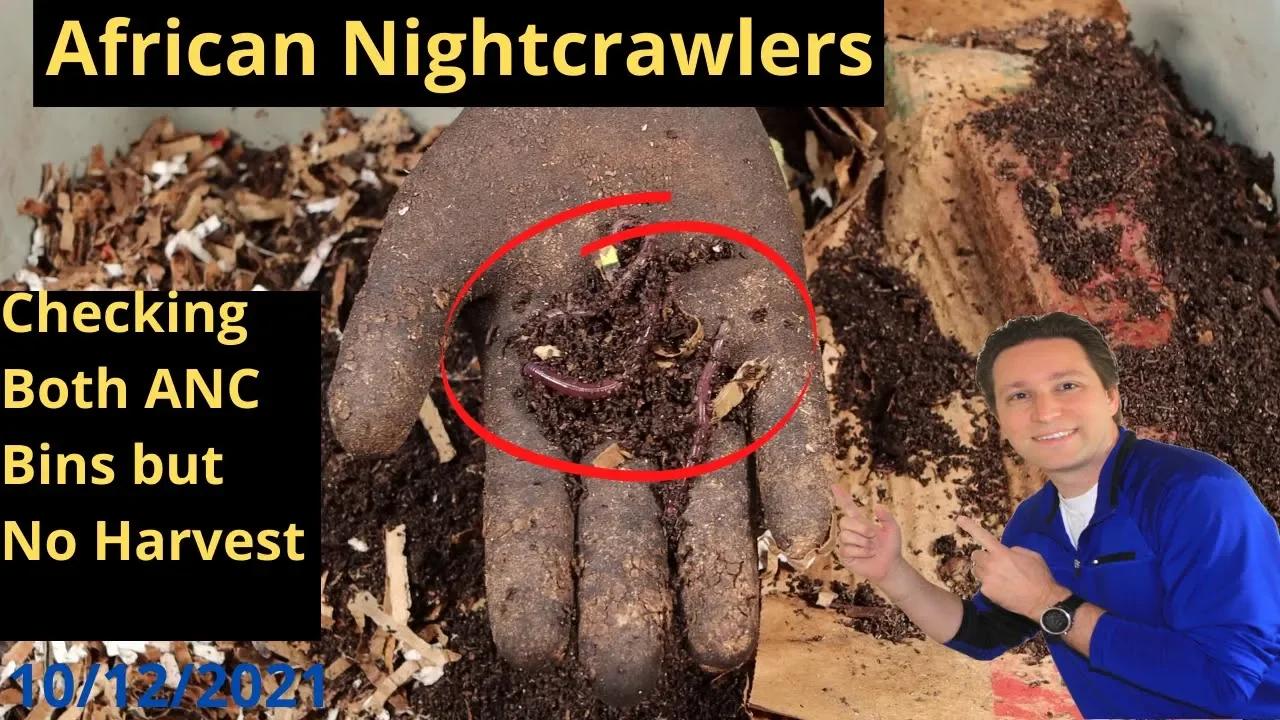 African Nightcrawler Bins Update (Food Added) 10/12/2021
