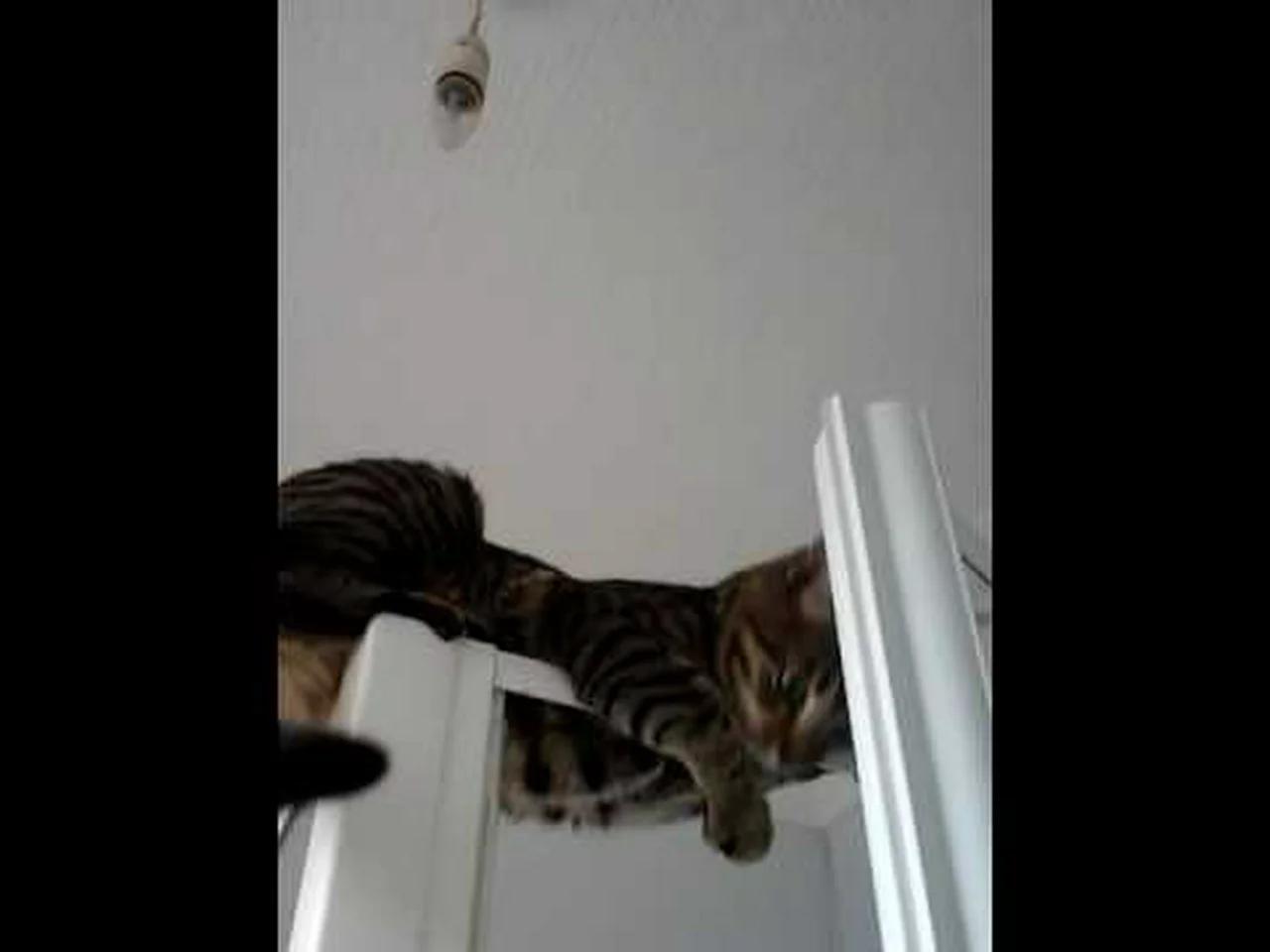 WHAT IS MY CAT DOING!!!