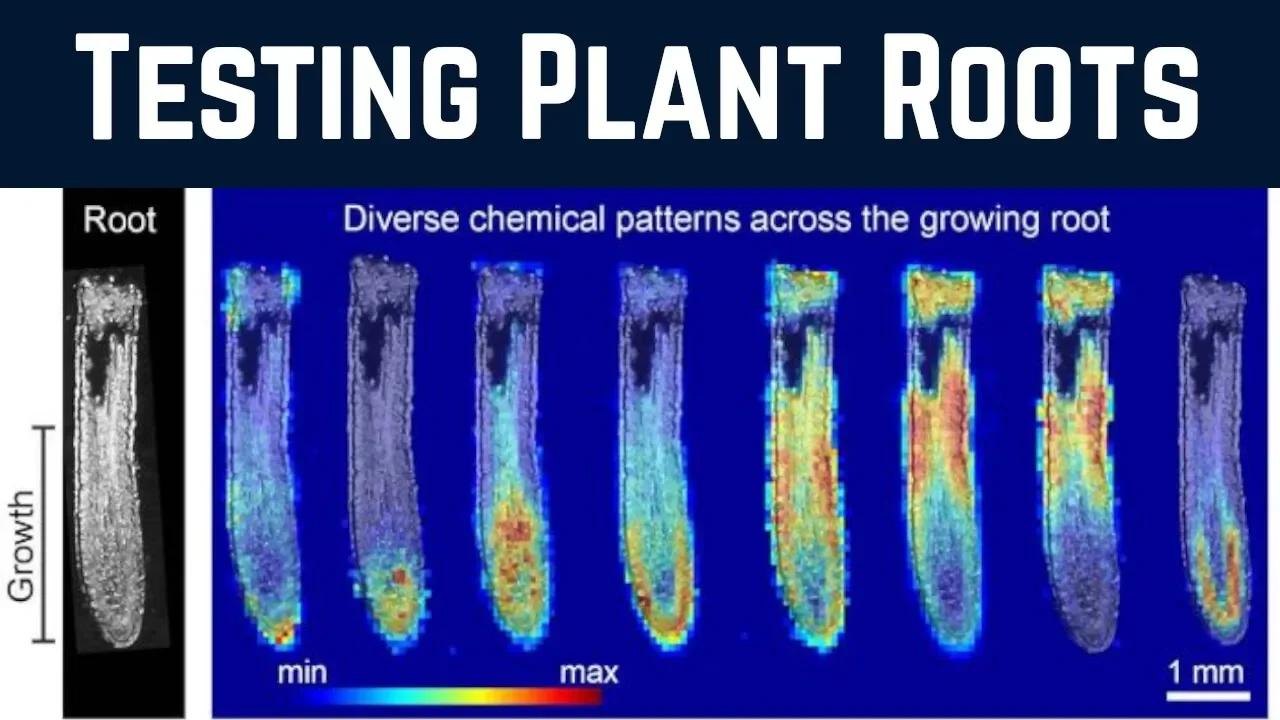 Groundbreaking images of root chemicals offer new insights on plant growth