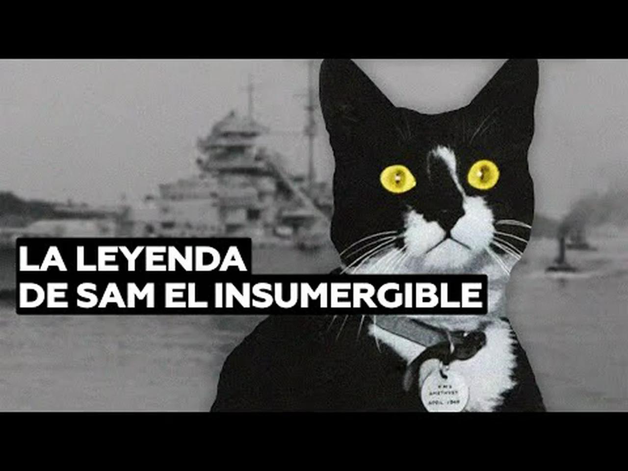 La historia del gato que sobrevivió al hundimiento de tres buques