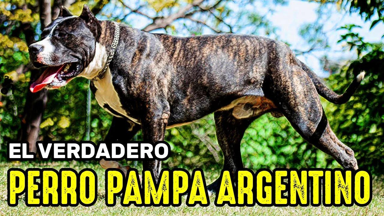Conociendo al Perro Pampa Argentino: 🐕 Estándar, Carácter y Aspecto ...