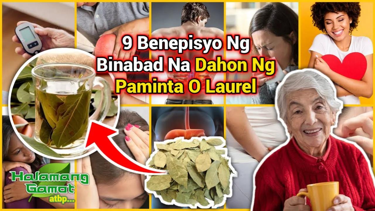 9 Benepisyo Ng Binabad Na Dahon Ng Paminta O Laurel | Halamang Gamot ATBP