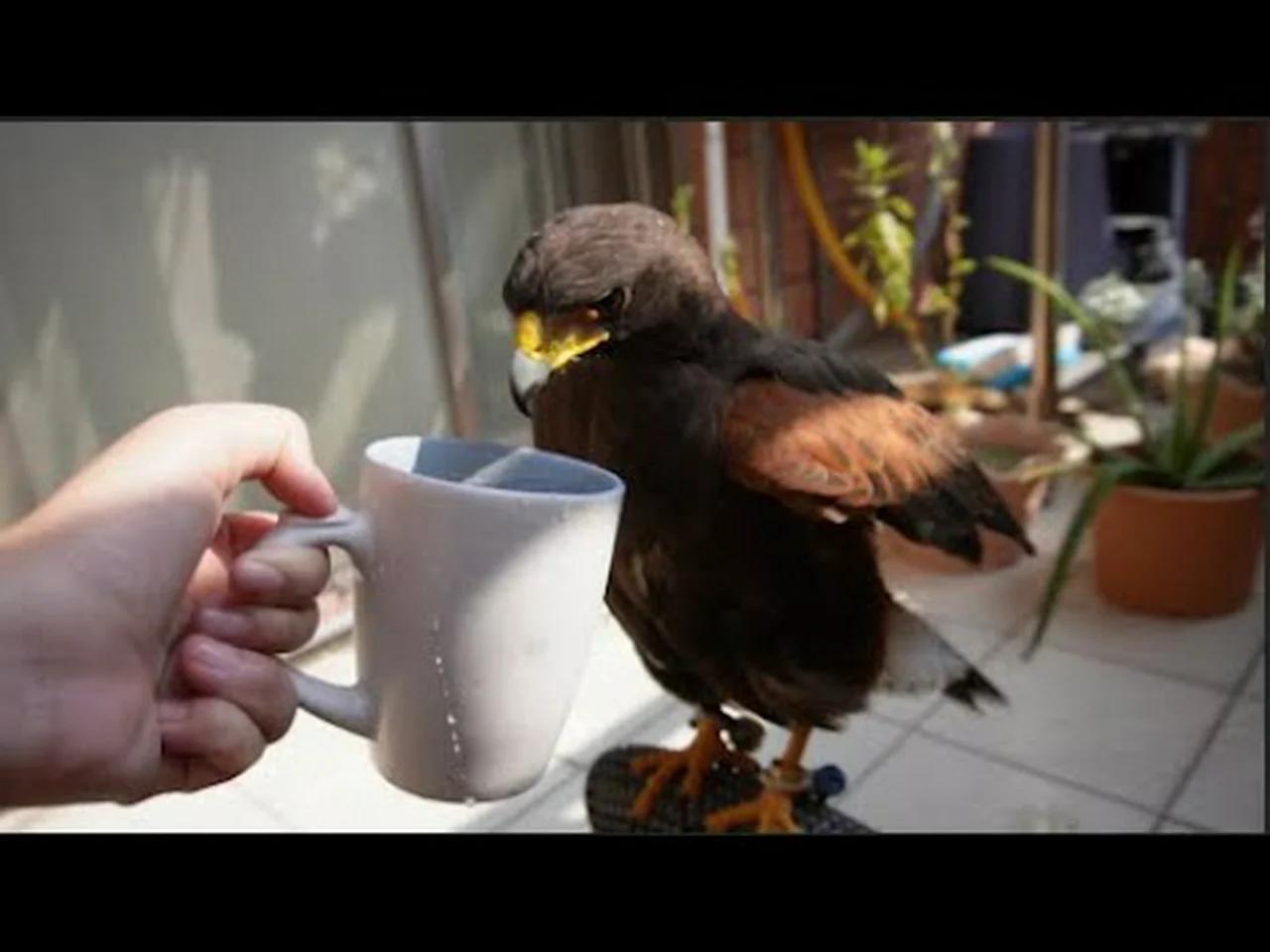 Hawk drinking water in slow motion | 波氏家族 popofamily |【RELAX沉浸慢動作】| 栗翅鷹 ...