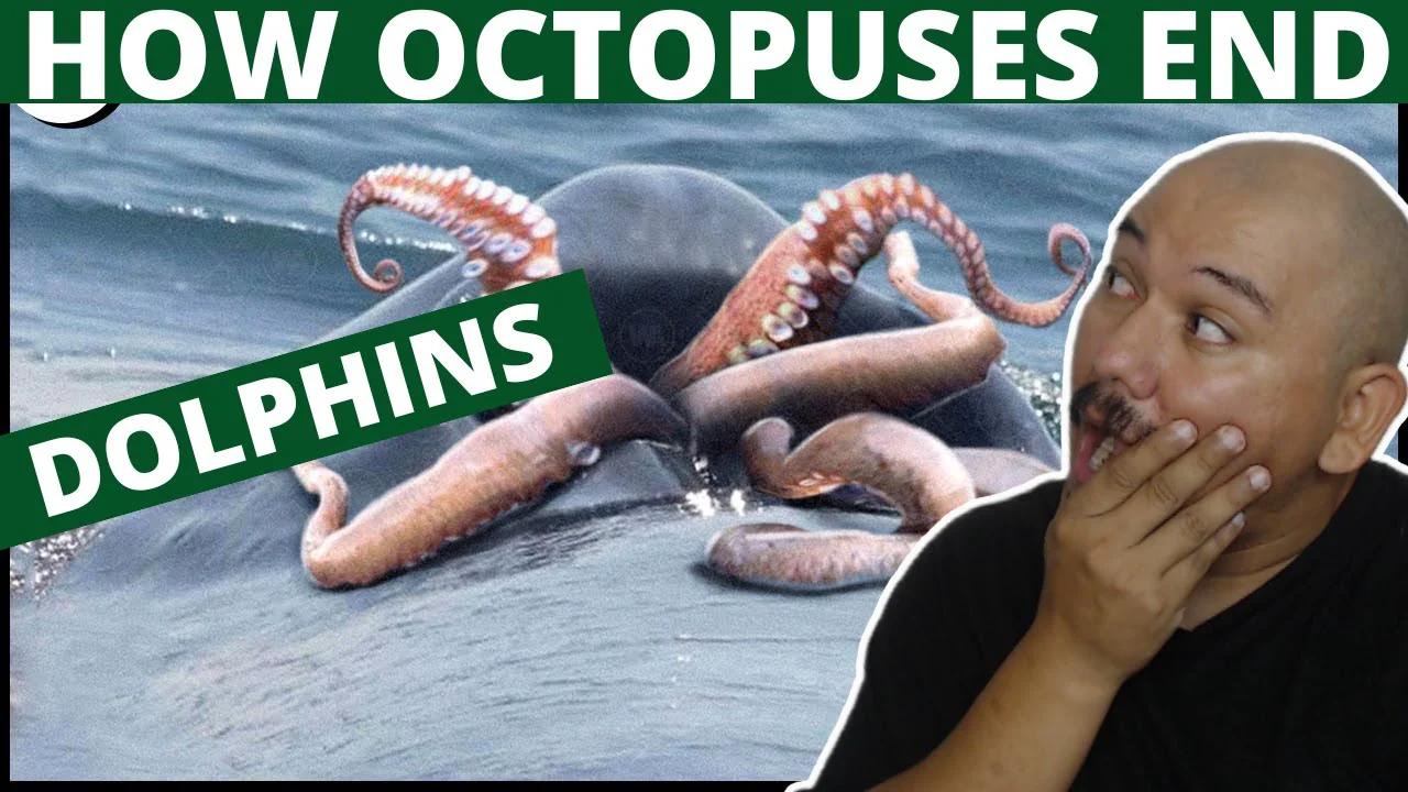This Is How Octopuses End Dolphins | WATOP Reaction
