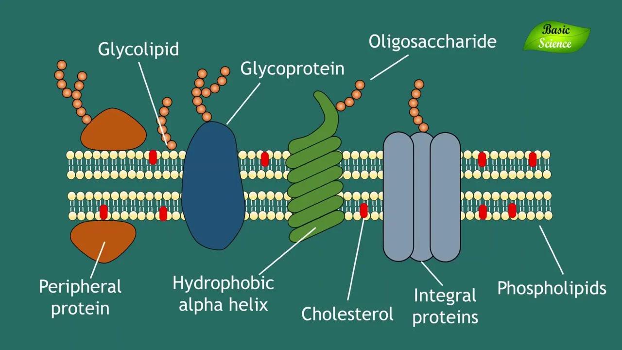 Plasma membrane | Animation | Structure and Function | Basic Science Series