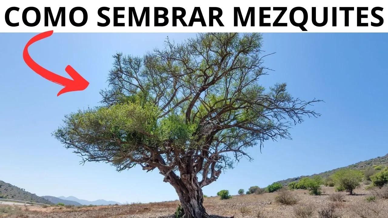 Cómo Sembrar MEZQUITE En Casa: Técnicas Fáciles y Efectivas 🌳🌿