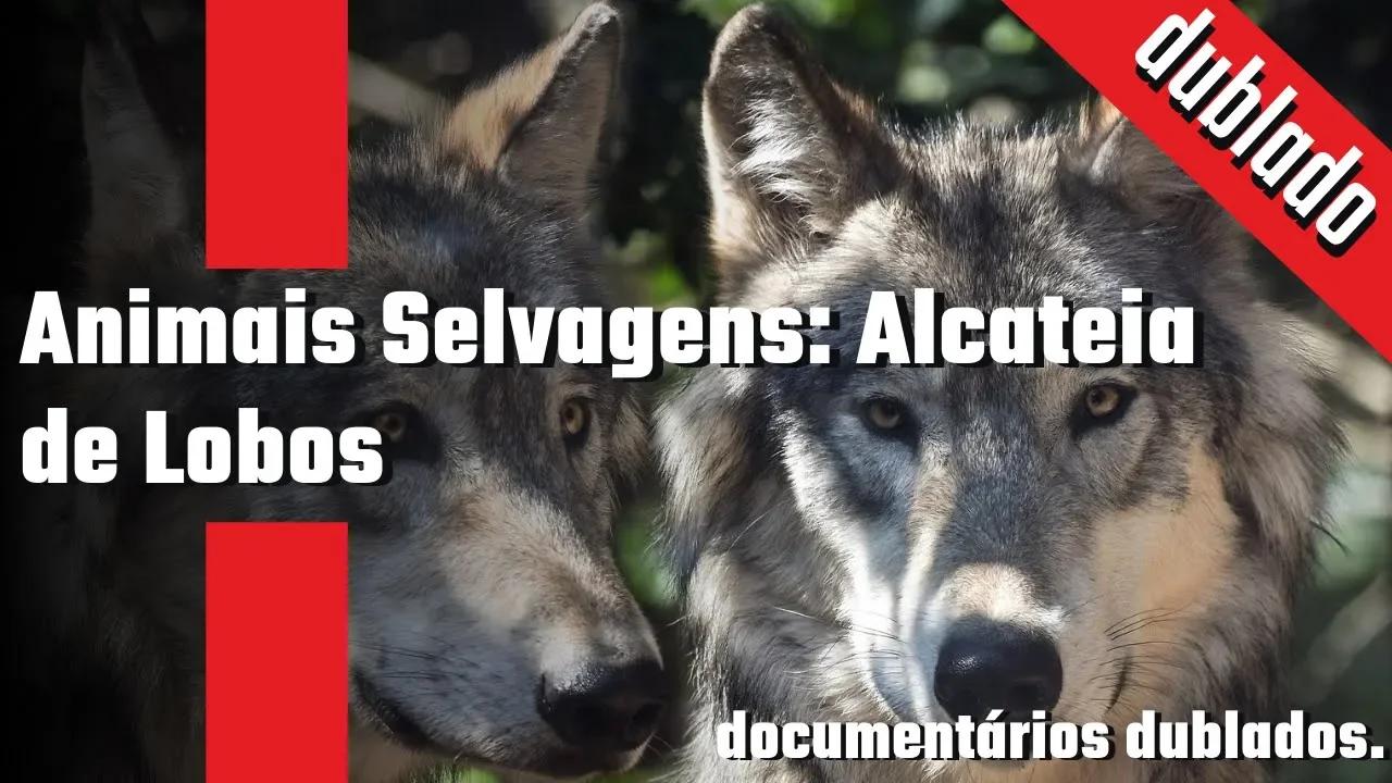 Animais Selvagens: Alcateia de Lobos | Documentários Dublados PT-BR