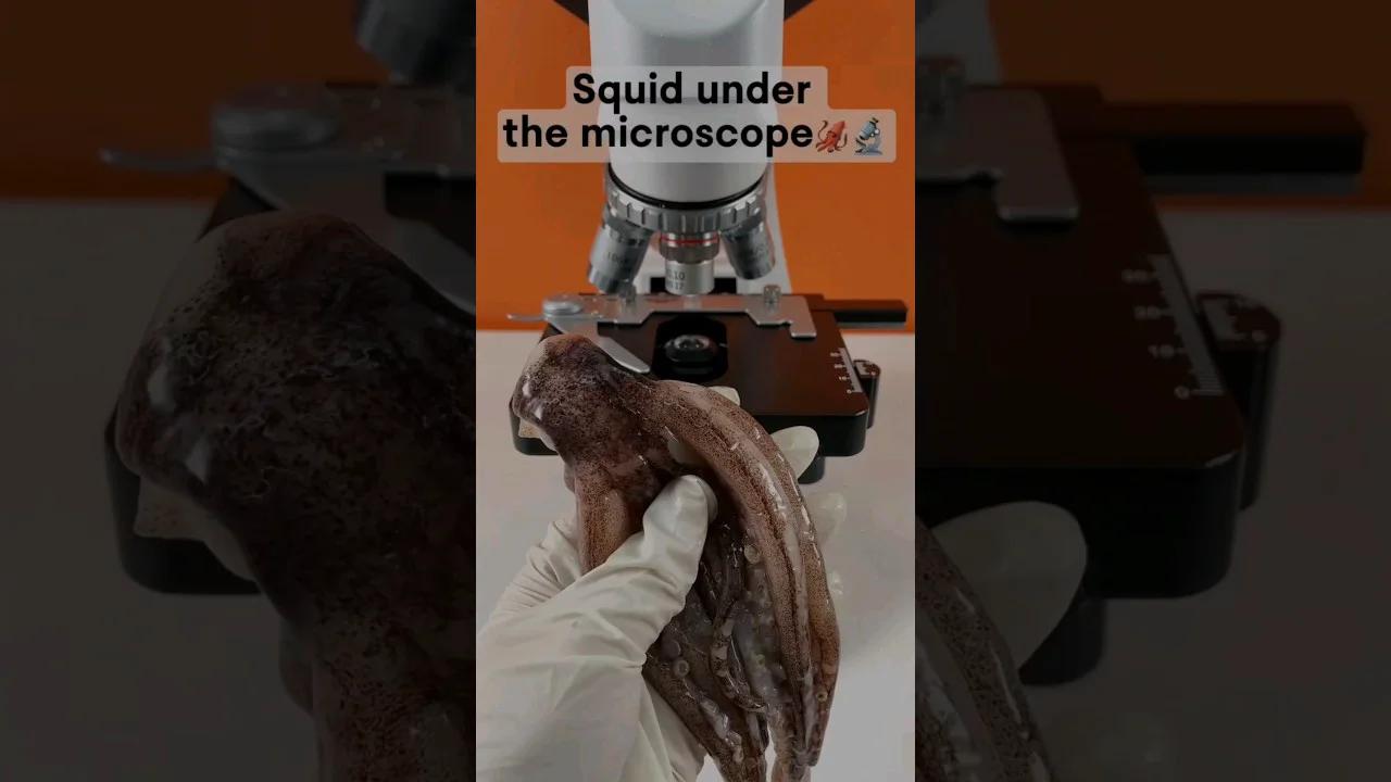 Squid 🐙🦑 under the microscope 🔬🤯 #squid #microscope #underthemicroscope