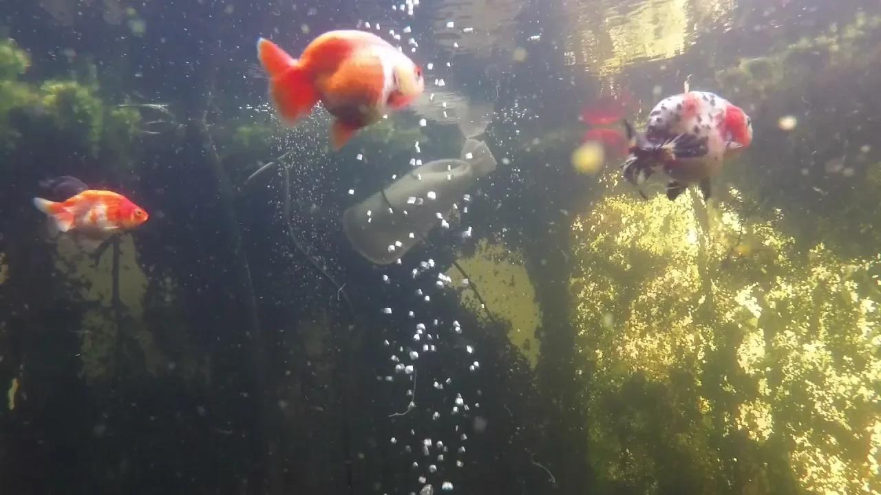30 minutes of relaxing ranchu goldfish - AMSR natural water music ...