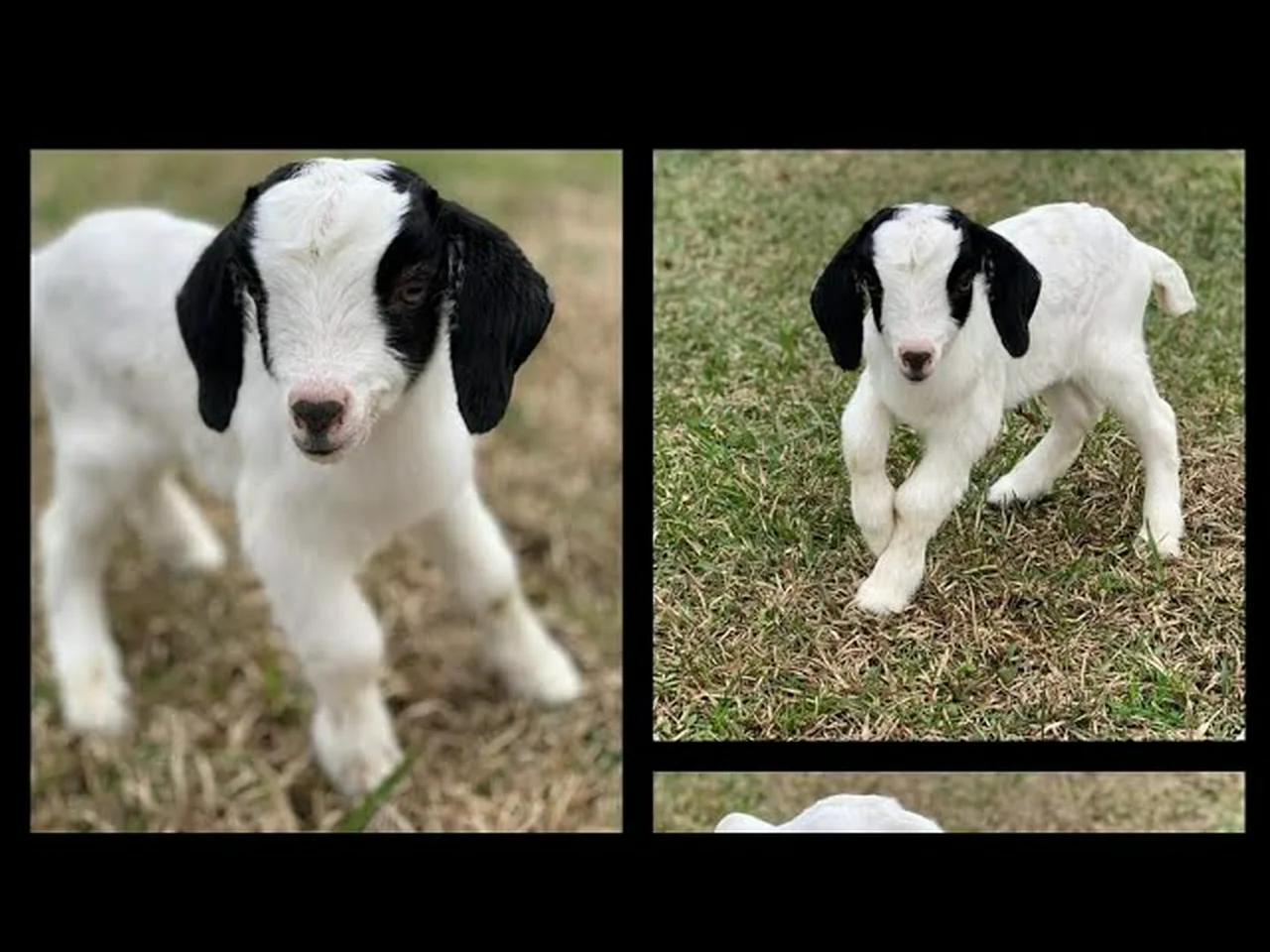 Baby Mini Nubian meets our Nigerian Dwarf herd