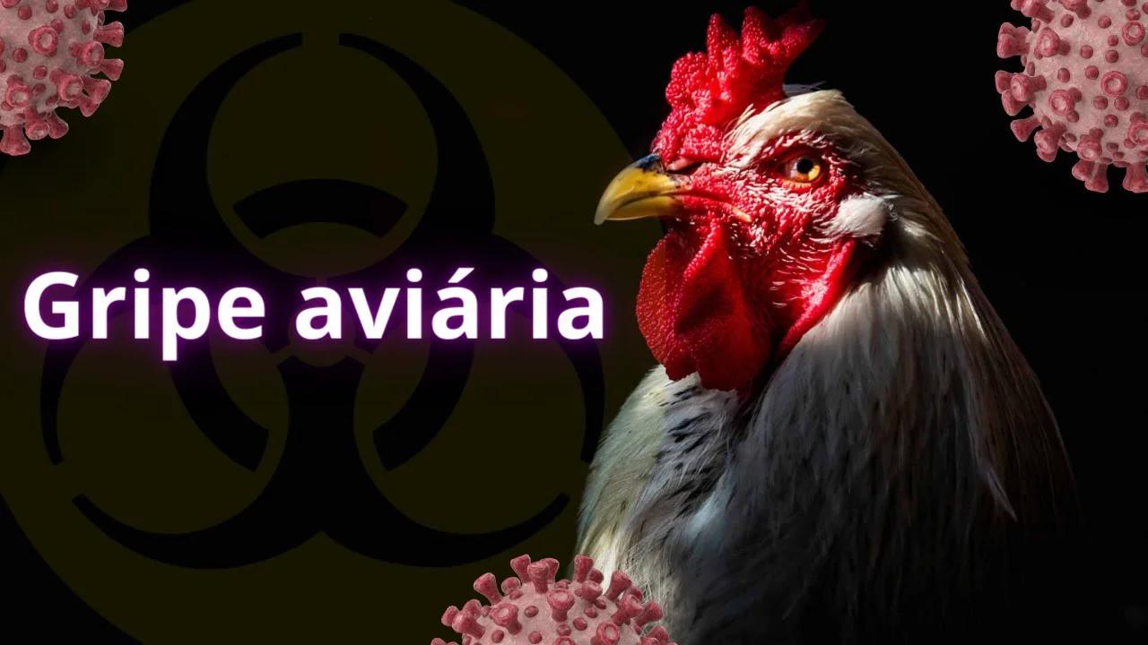 Gripe aviária - Por que pode ser tão perigosa para humanos?