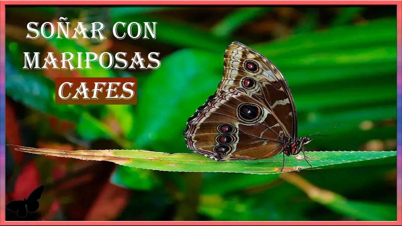 SOÑAR CON MARIPOSAS CAFES GRANDES 🦋🤎 SIGNIFICADO DE SOÑAR CON MARIPOSA ...