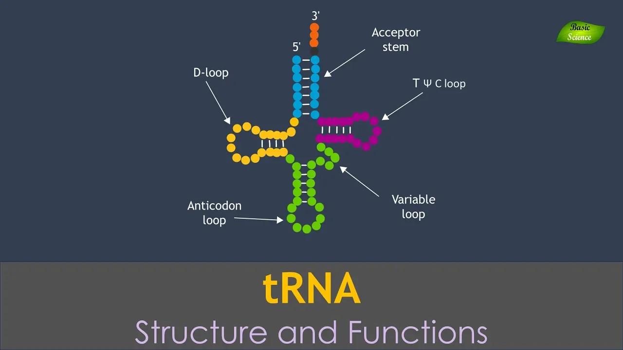 tRNA| Structure and Functions of tRNA | Basic Science Series
