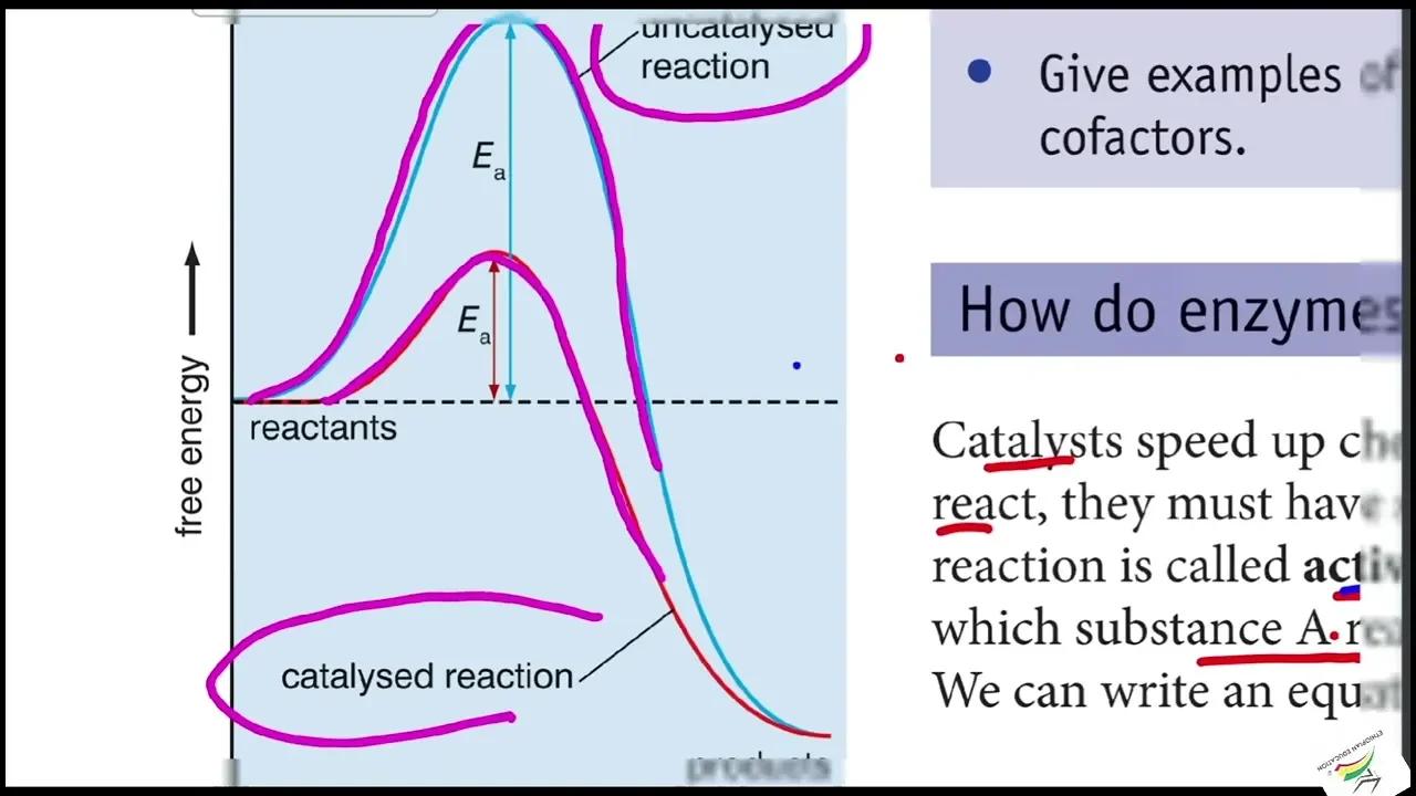 Ethiopian Grade 11 Biology Unit_3 p_4 Functions of Enzymes Ethiopian Grade 11 Biology Unit_3 p_4 Functions of Enzymes