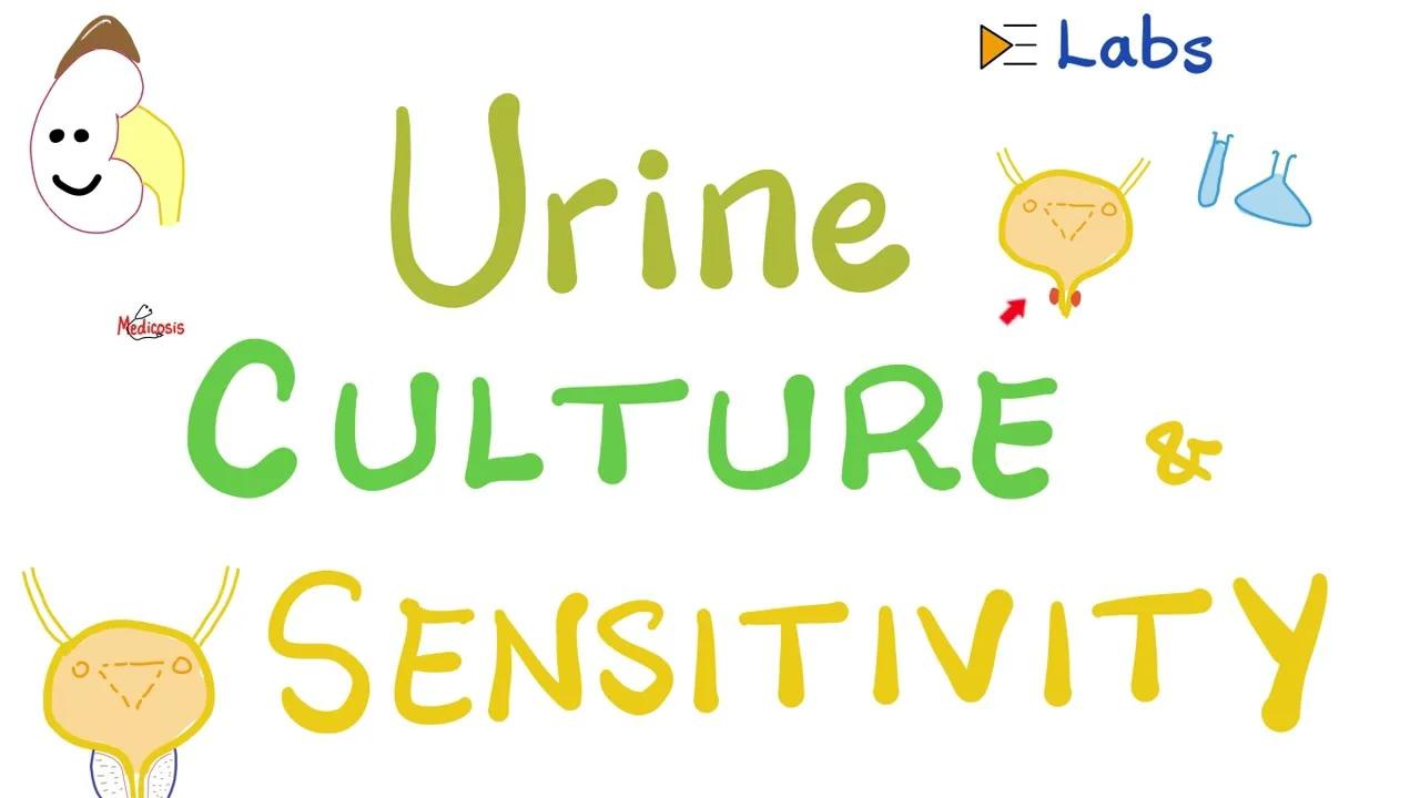 Urine Culture & Sensitivity | Lab Results