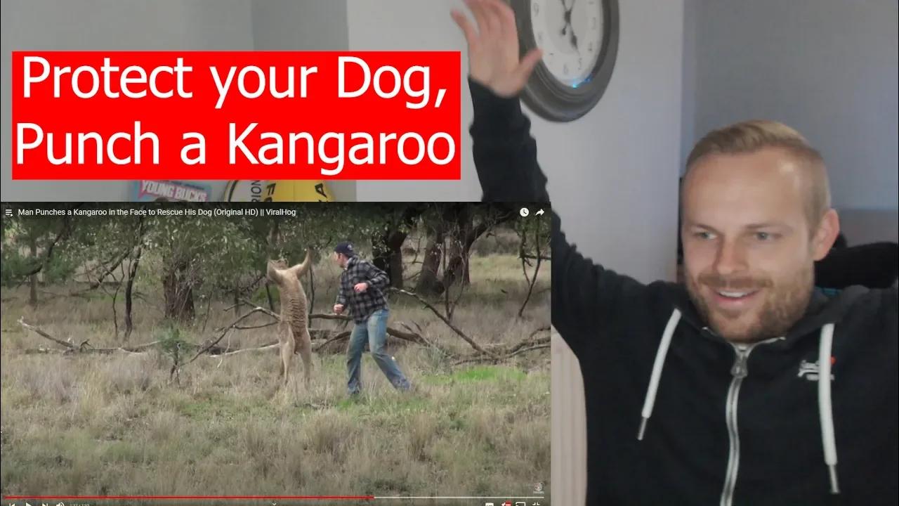 Rob Reacts to... Man Punches a Kangaroo in the Face to Rescue His Dog Rob Reacts to... Man Punches a Kangaroo in the Face to Rescue His Dog