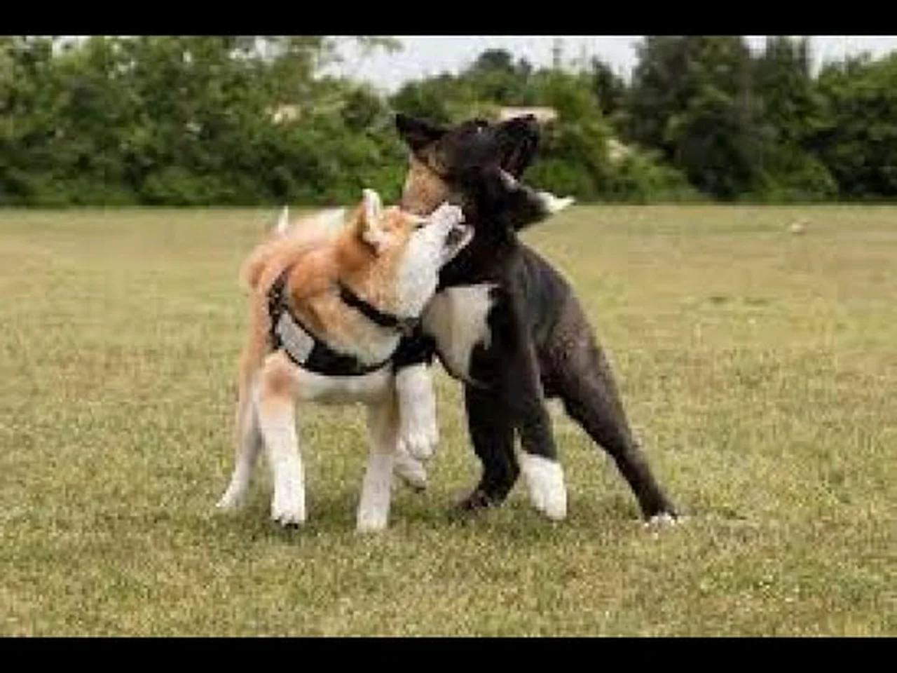 The Narcissist Projects Power Through Dangerous Animals