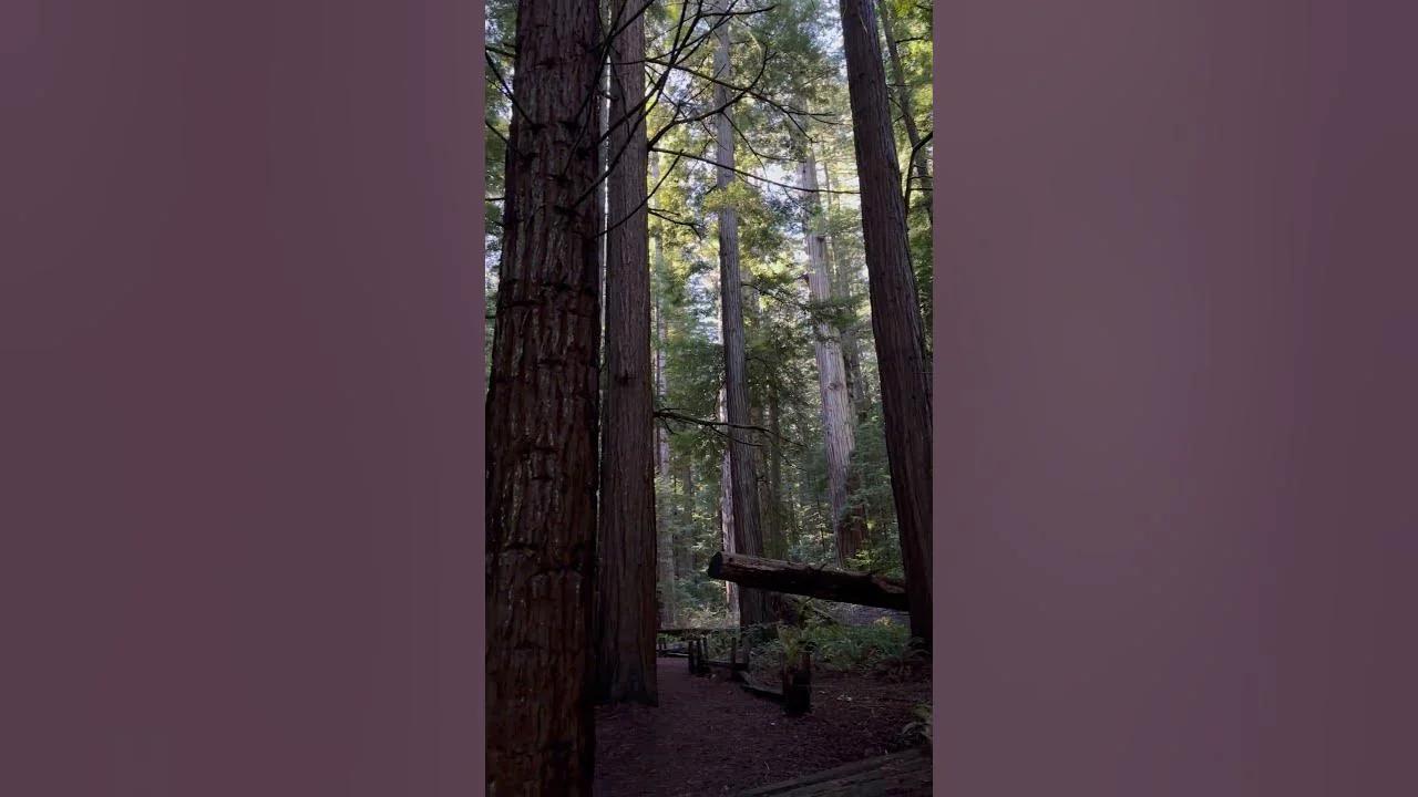 Giant Tree Area of Rockefeller Forest in Humboldt Redwoods State Park ...