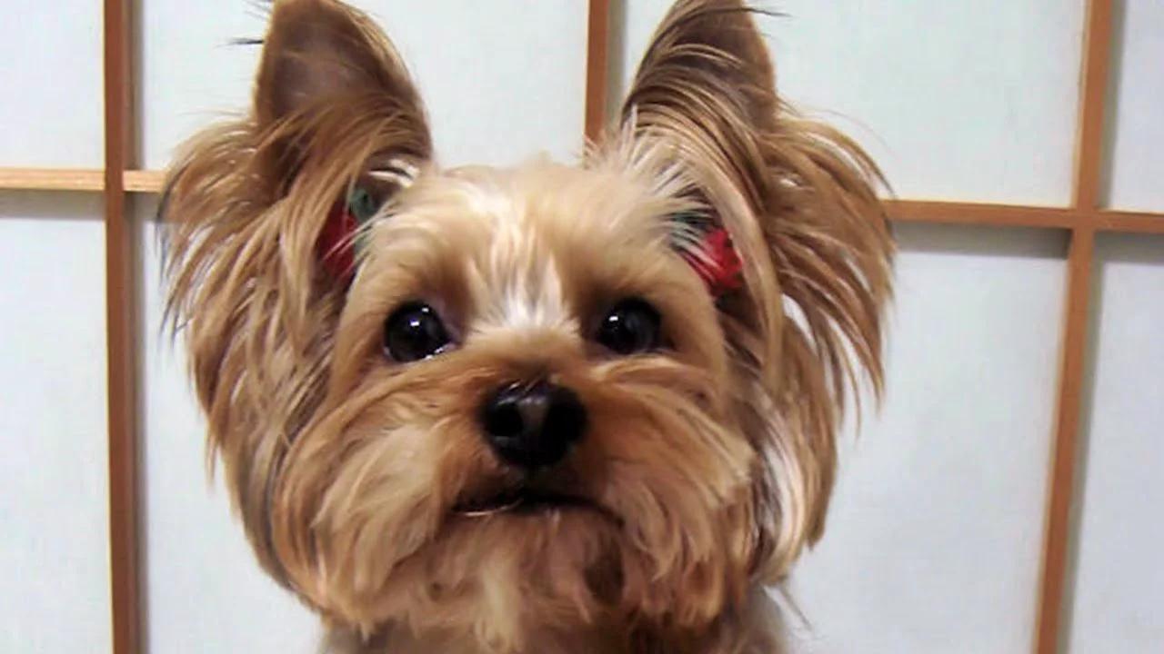 "EL NOMBRE DE MI PERRO" - HOMENAJE AL MEJOR AMIGO DEL HOMBRE Declamado ...