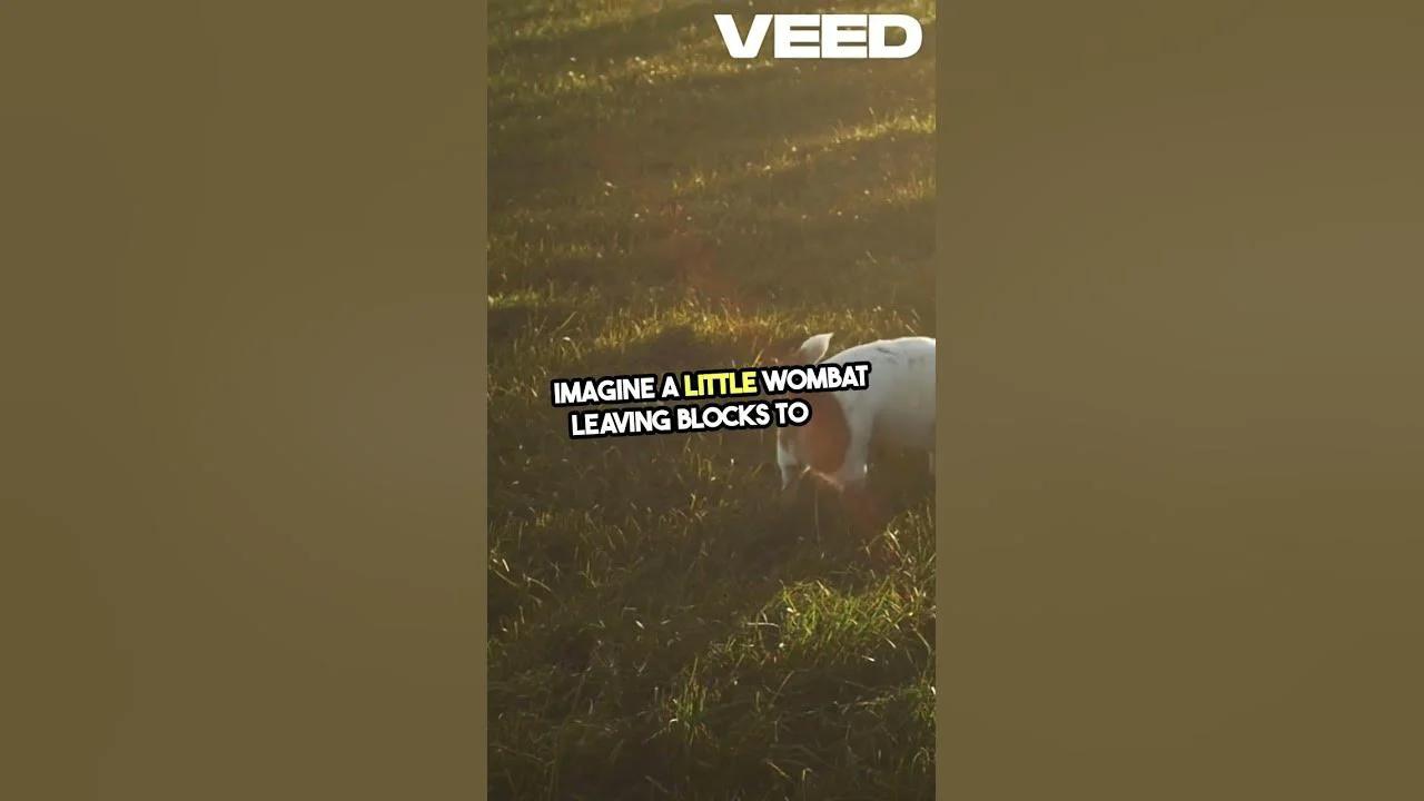 Cube Shaped "Poop"💩 ?? Weird Fact about Wombats 🤯🔲 #Nature #NatureFacts ...