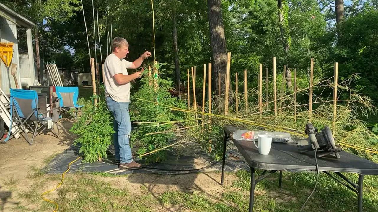 How to prep & use fresh cut bamboo as stalks in the garden
