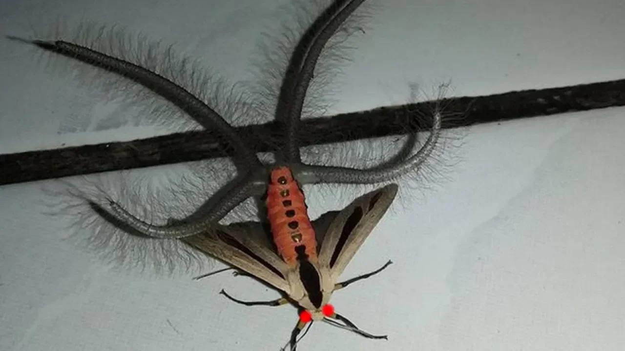 10 Insectos Exóticos & Aterradores que Parecen de Otro Planeta