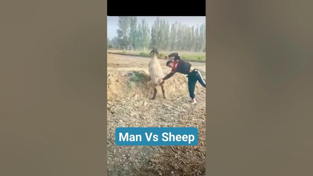 Man Vs Sheep #shorts