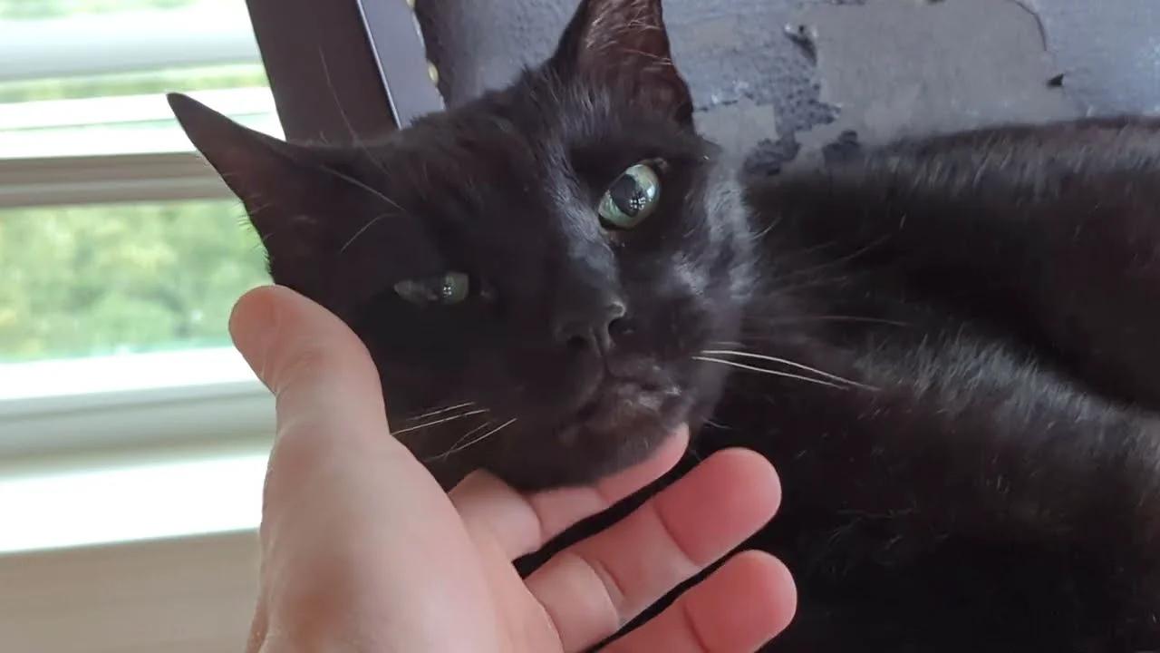 the adventures of clinton the cat; 16 years old and still an ahole