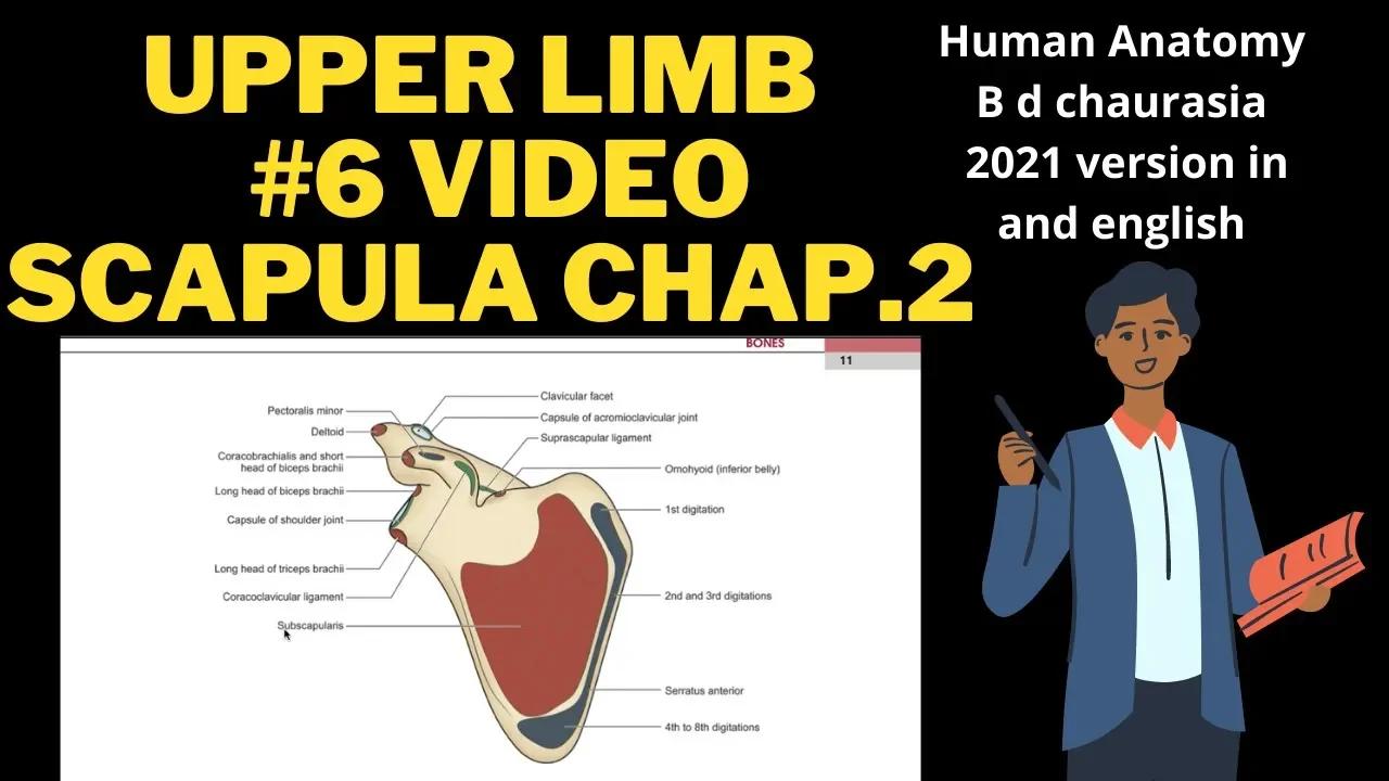 #6 B d Chaurasia Human Anatomy Chapter 2 | Scapula | Upper Limb Human ...