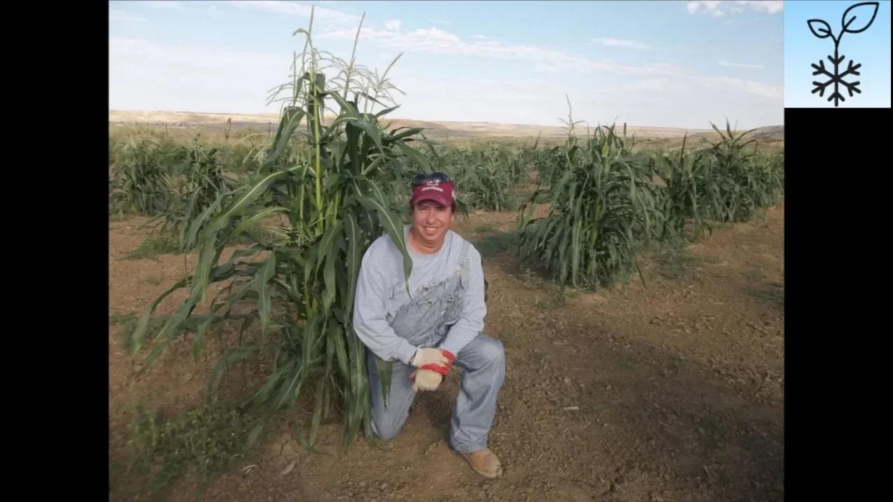 Hopi Dry Farmer Michael Kotutwa - 2000 Years of Planting - Ice Age ...