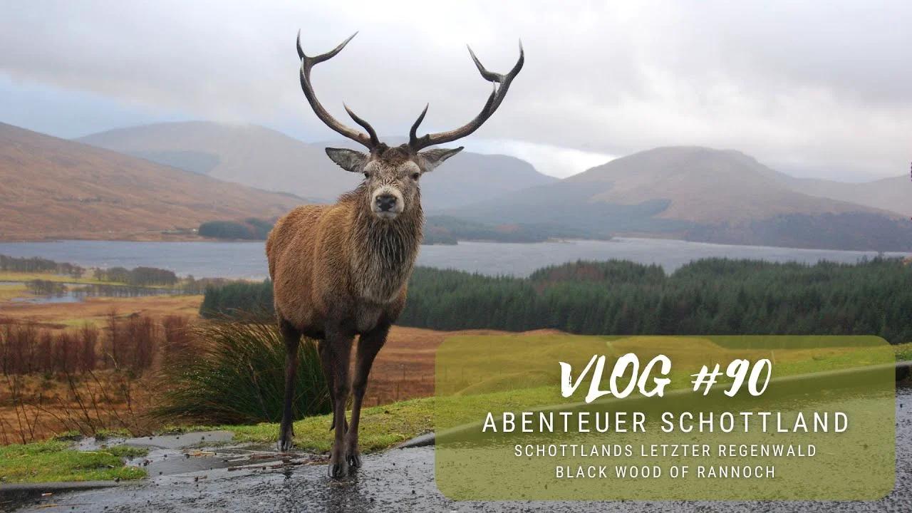 Schottlands letzter Regenwald - Black Wood of Rannoch & Rannoch Forest ...