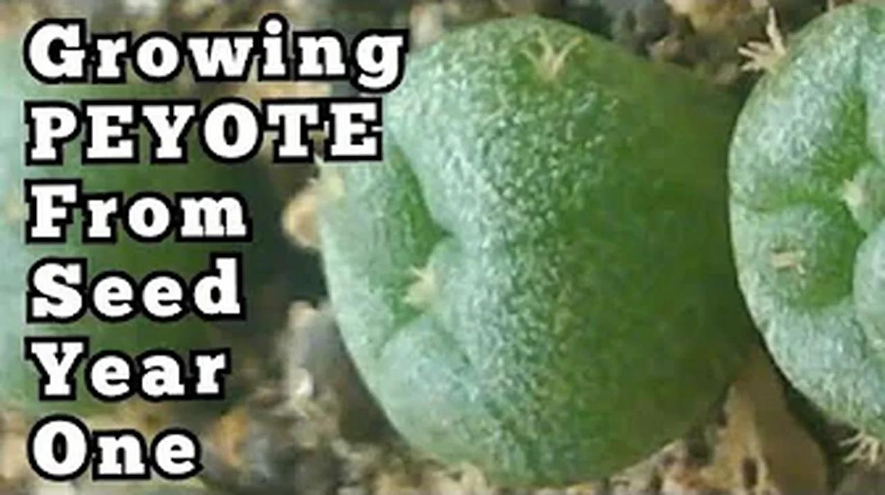 Growing Peyote Cacti From Seed, A Year of life 100 Lophophora ...