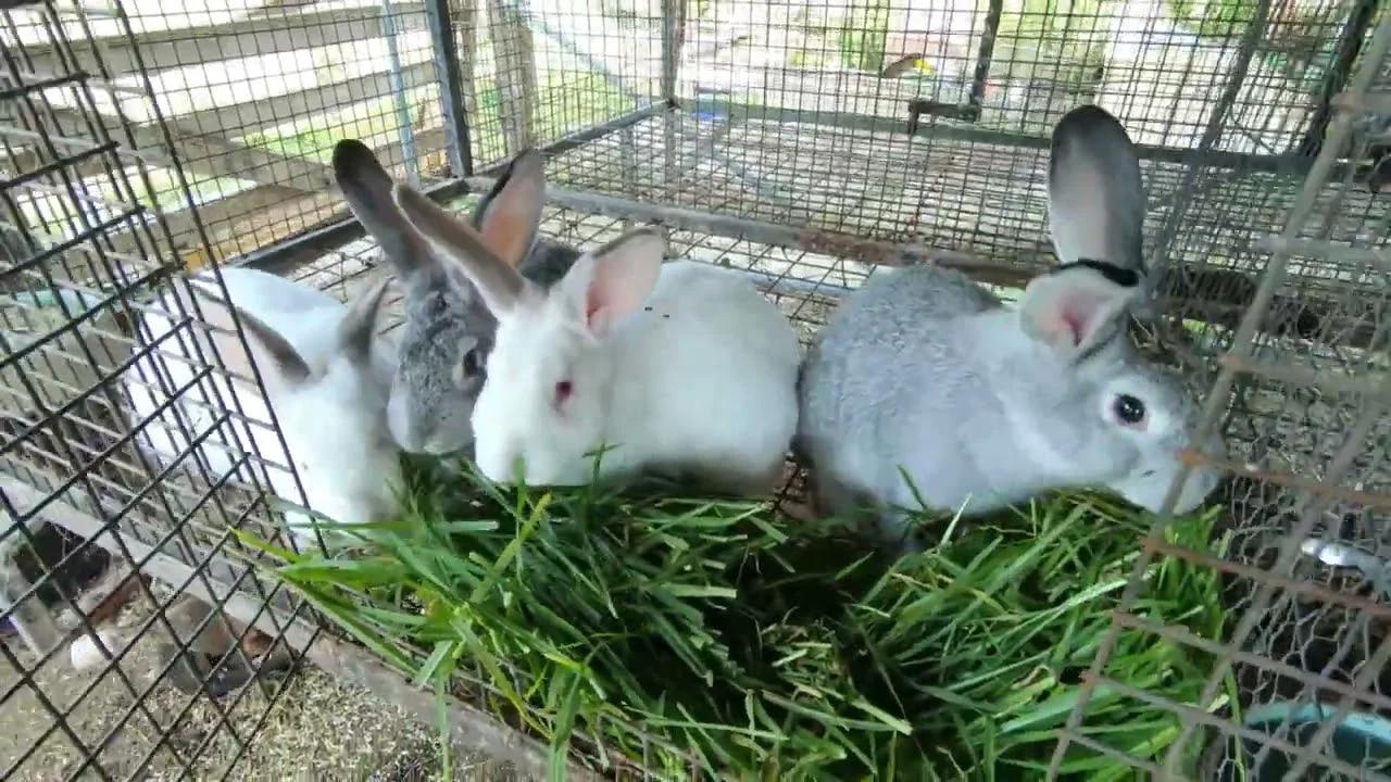 Rabbit Sales 2024
