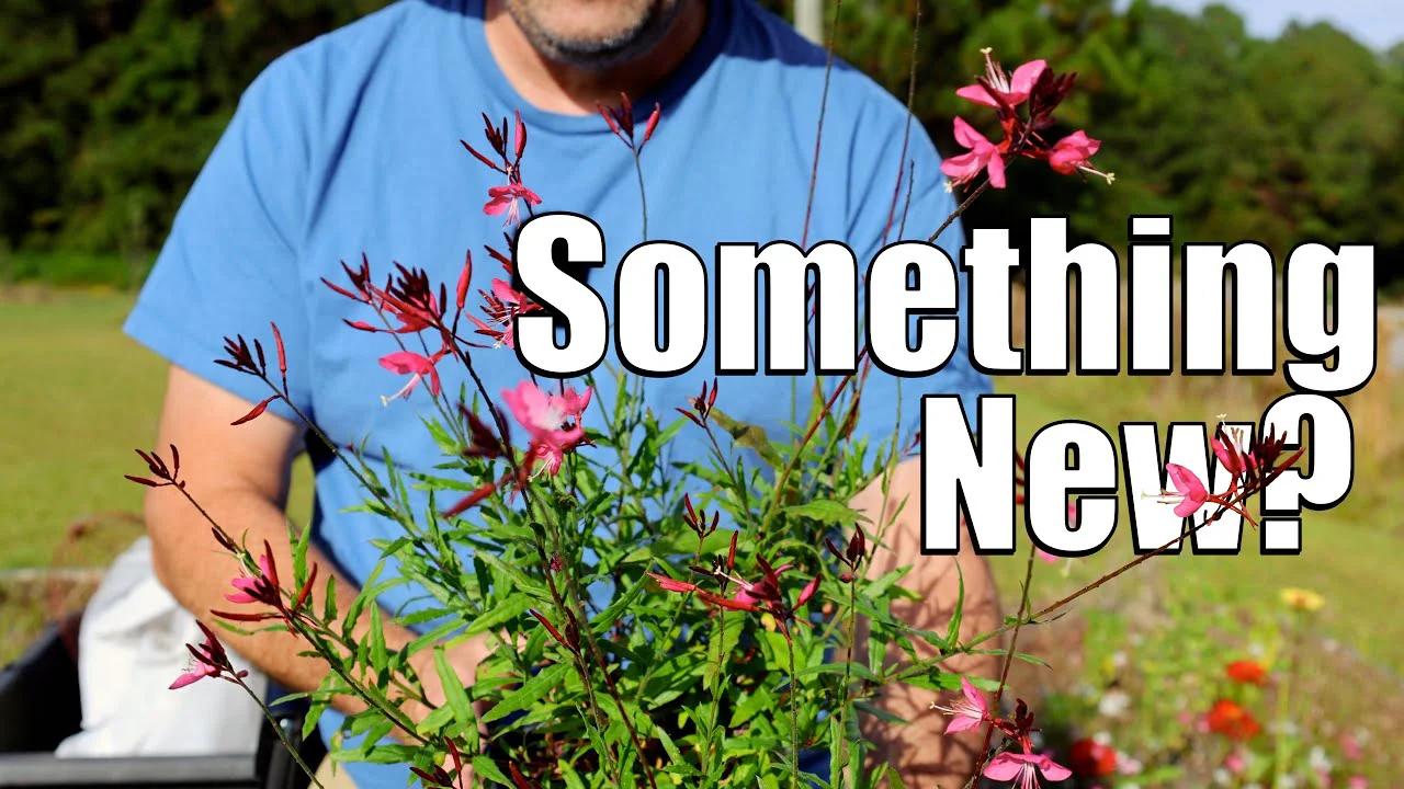 An Unexpected Purchase - Fall Blitz Day 11