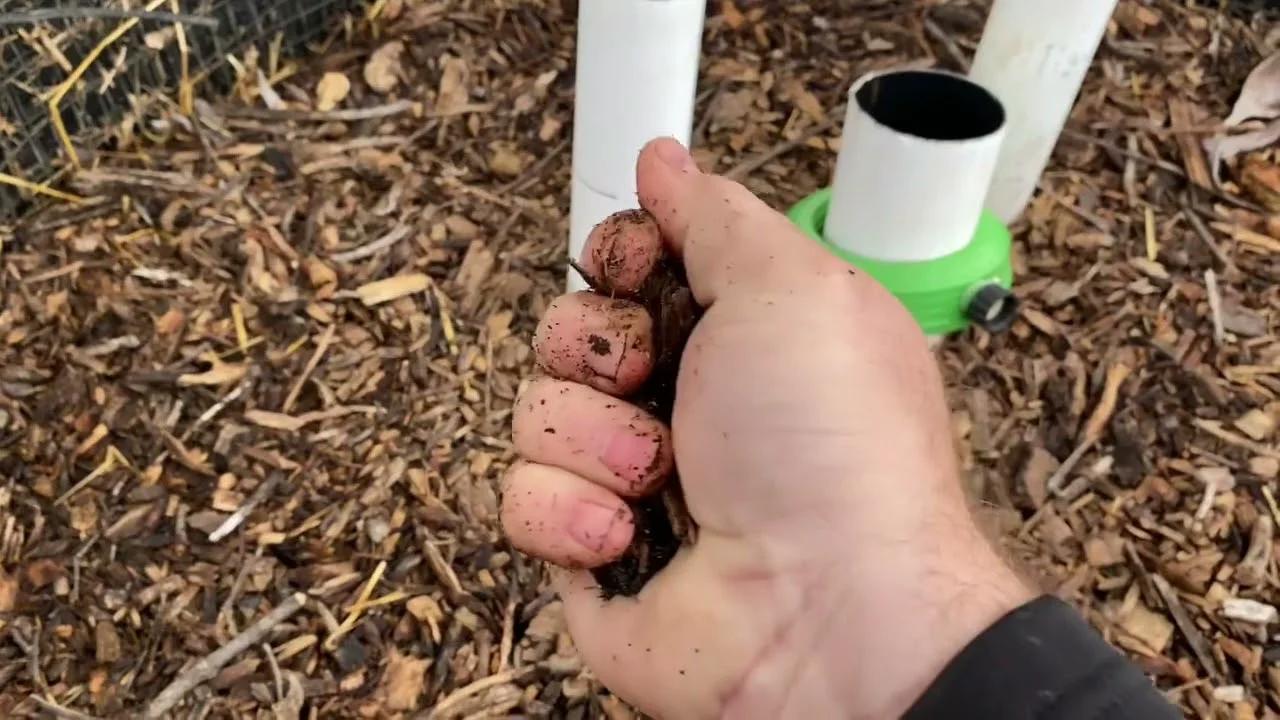 Bioreactor Compost on Day 8