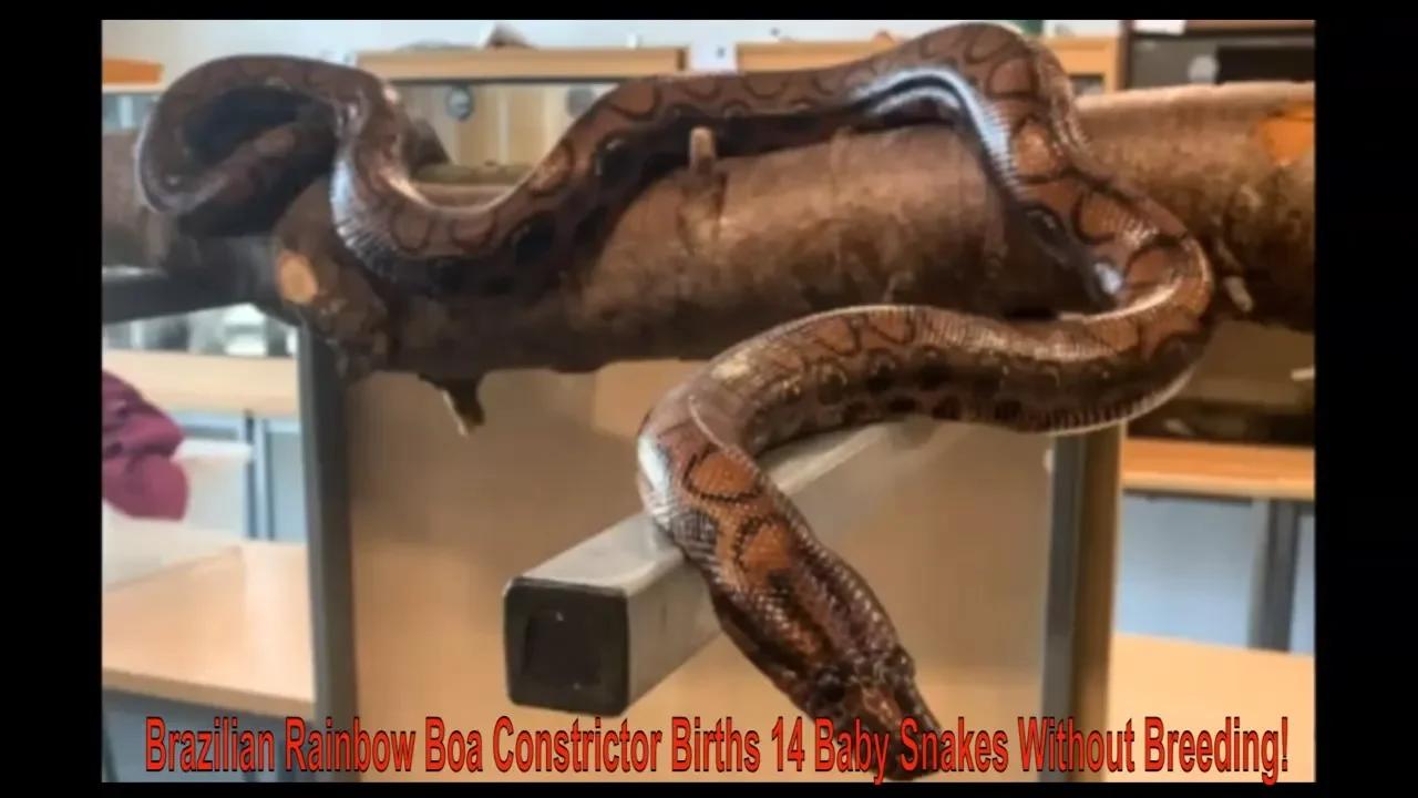 Brazilian Rainbow Boa Constrictor Births 14 Baby Snakes Without Breeding!