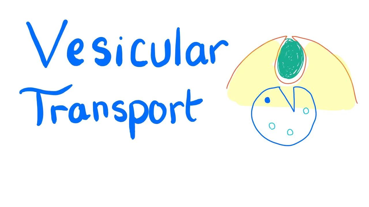 Vesicular Transport | Endocytosis and Exocytosis