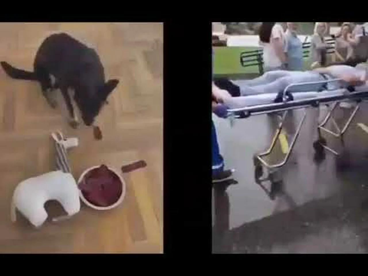 Are Dogs Smarter Than Humans