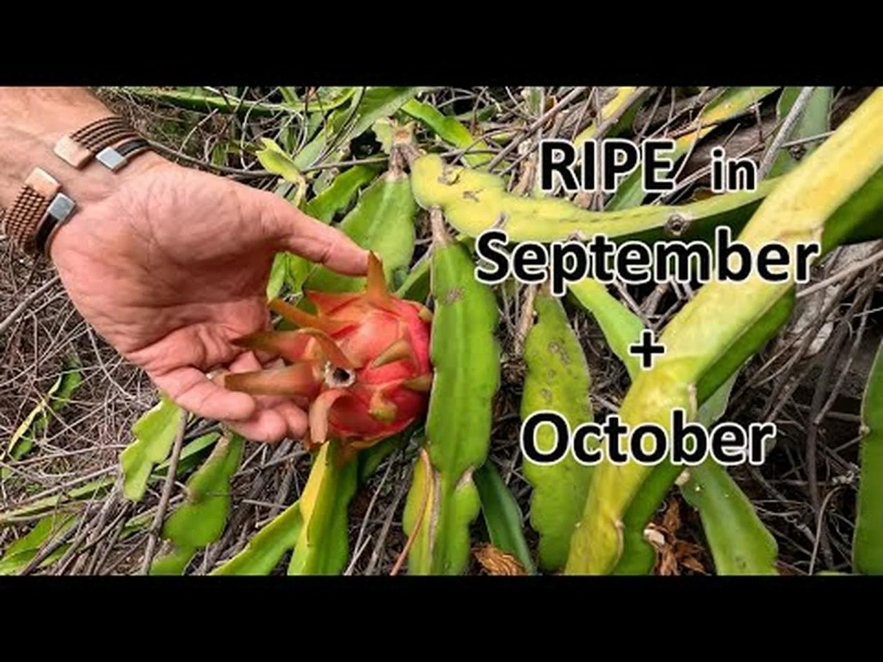 September and October in Jacques' food garden in Southern California
