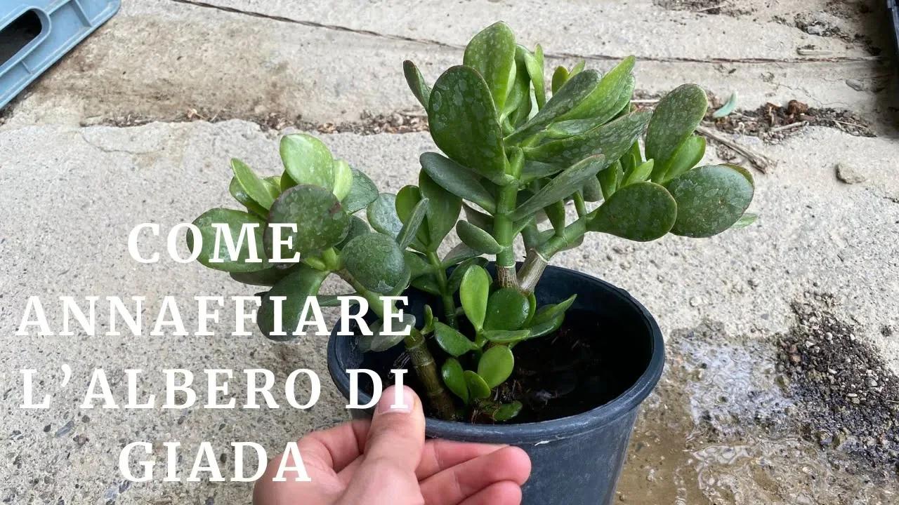 Come annaffiare ALBERO DI GIADA (Pianta albero dei soldi Crassula ovata)