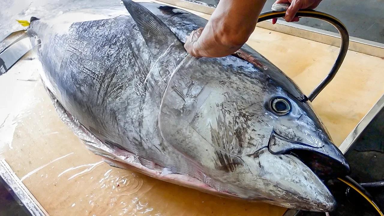 Sharp Katana! Fish Samurai Cuts Giant Bluefin Tuna to Luxurious Nigiri ...
