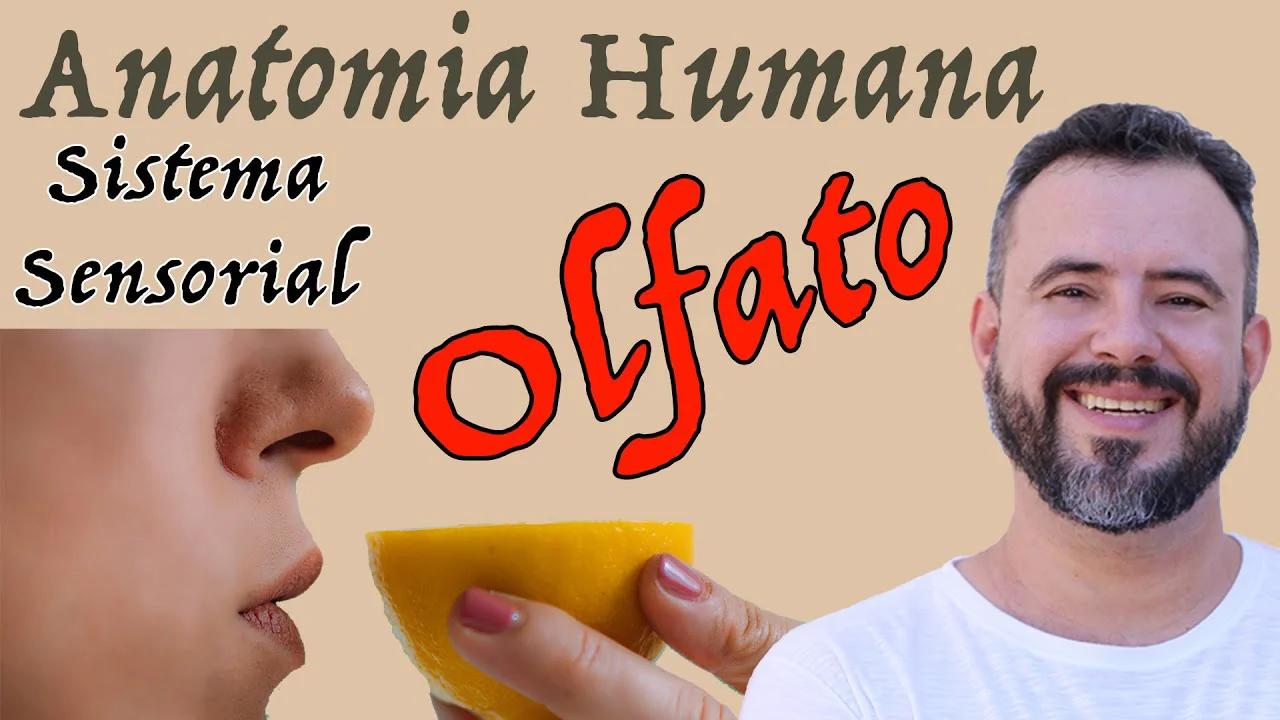 ANATOMIA HUMANA | SISTEMA SENSORIAL | OLFATO | #anatomy #anatomia #enem ...