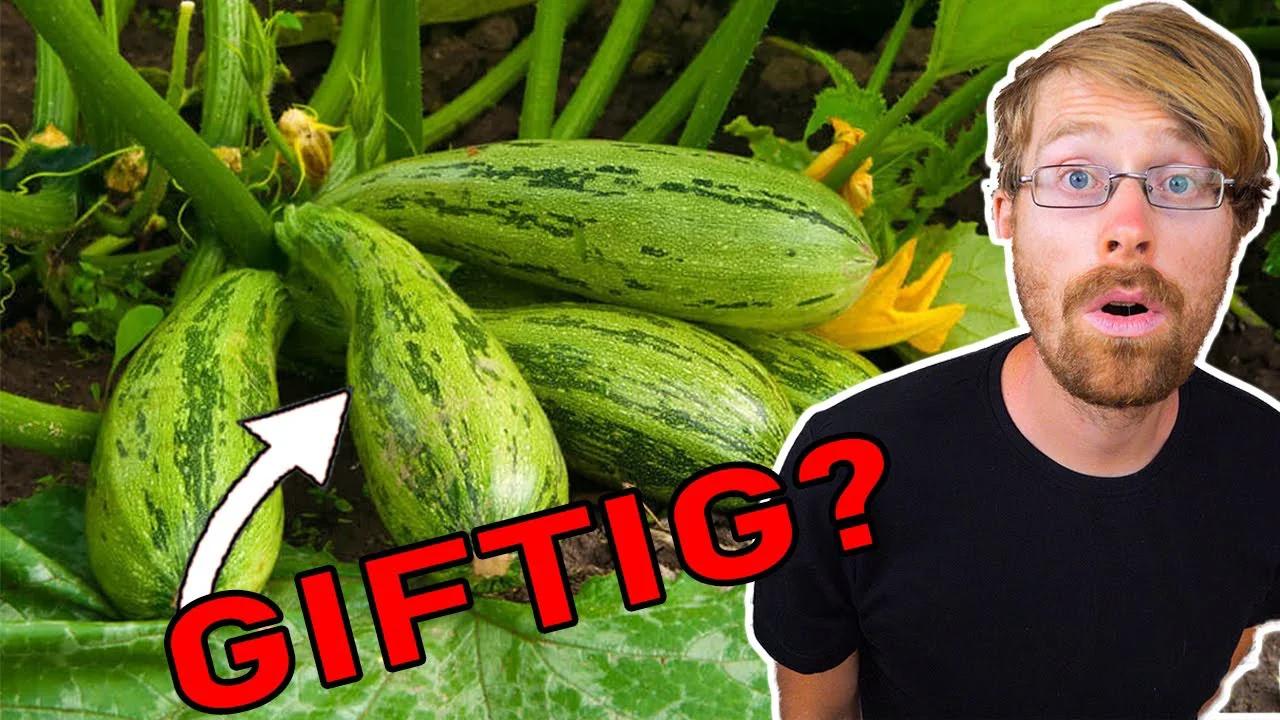 Keine Angst vor Giftigen Zucchini & Gurken - Wie entstehen bittere ...