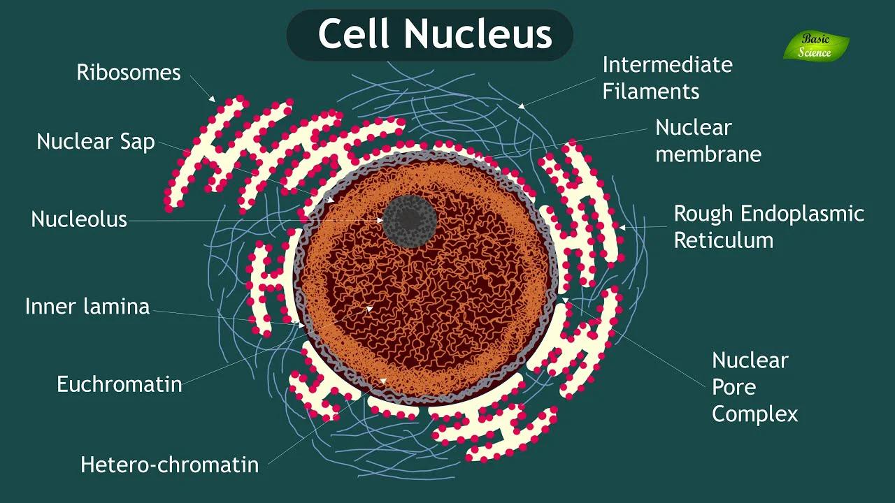 Nucleus | Structure and Function | Basic Science Series